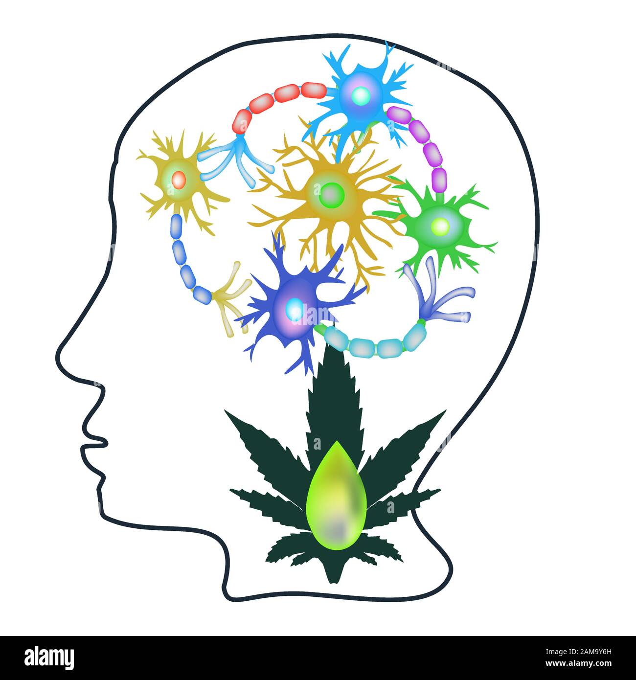 The Effect Of Hemp Seed Oil On The Central Nervous System Synapses Of Neurons Neural