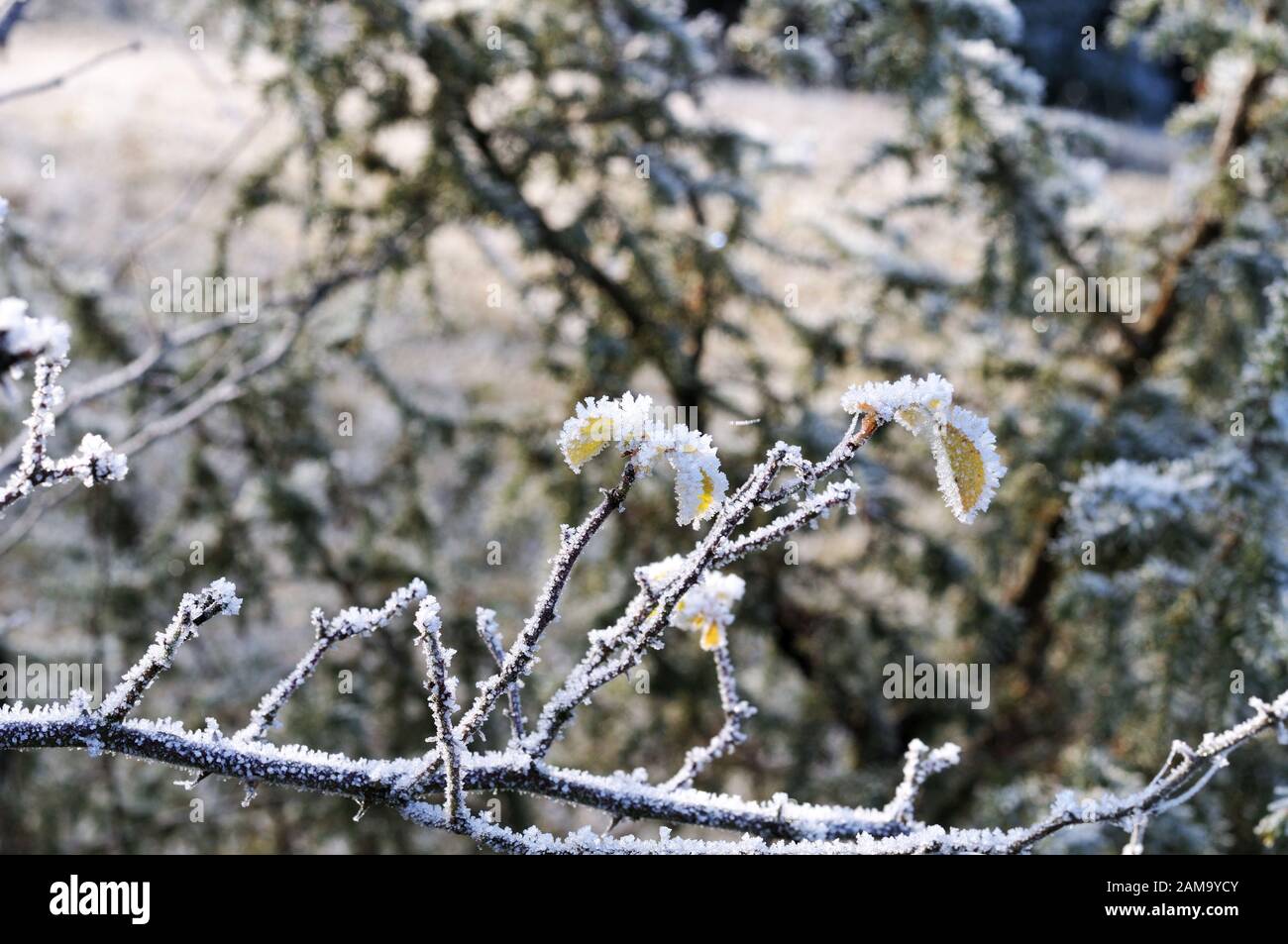 rime ice on leaves of a shrub on a sunny winter morning Stock Photo - Alamy