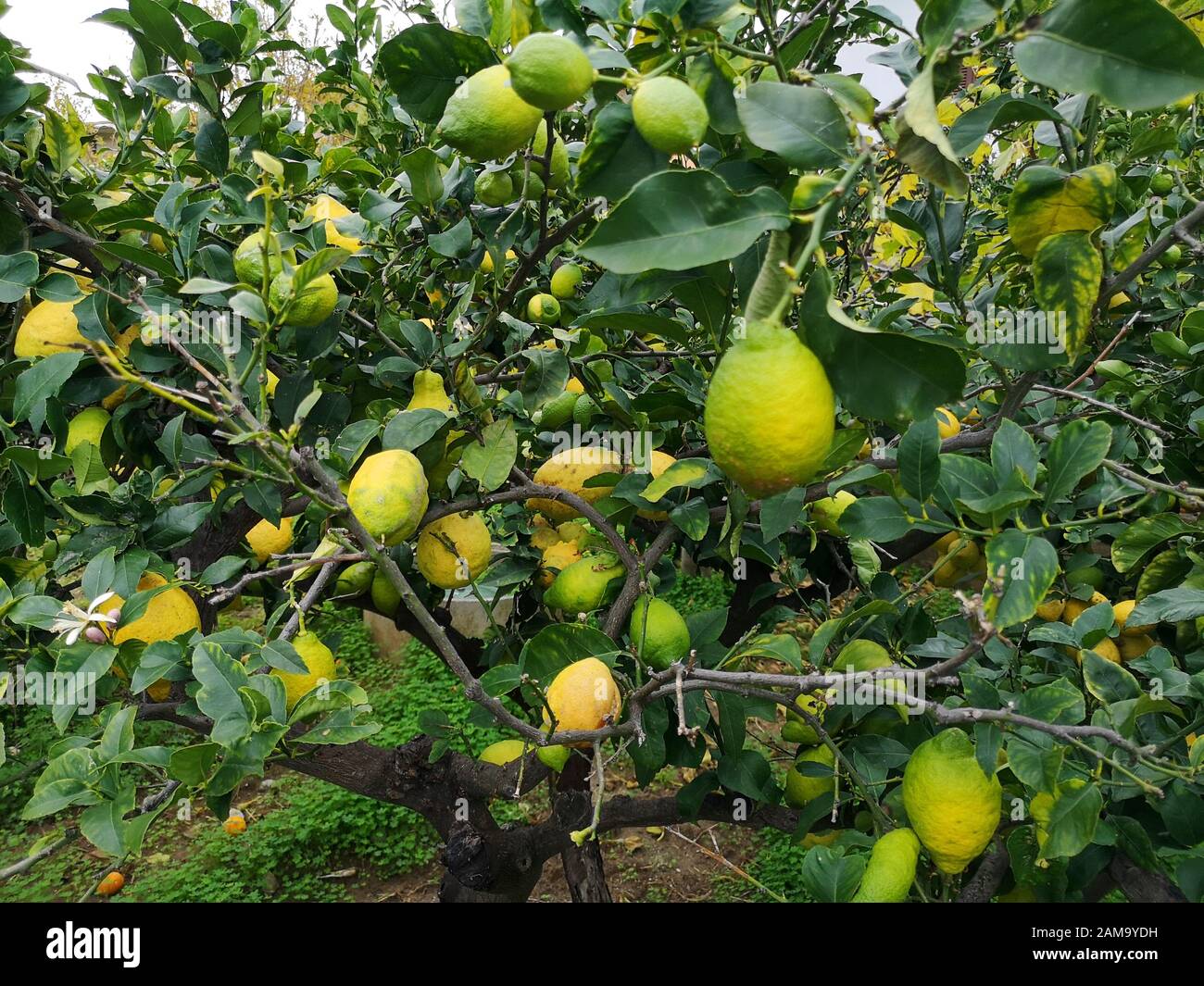 Obstbaum hi-res stock photography and images - Alamy