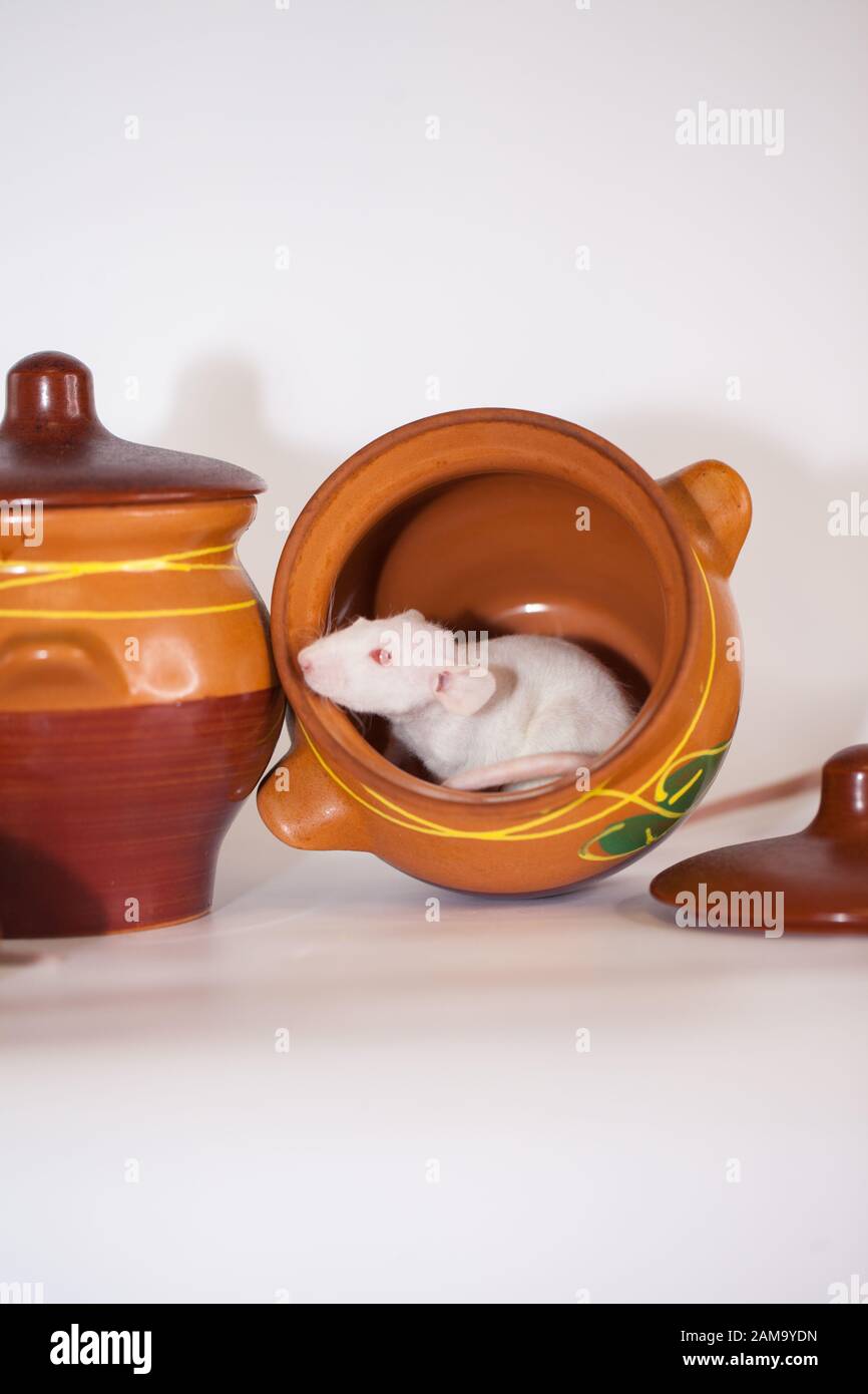 Rats and pot for cooking. rodents and pests Stock Photo - Alamy