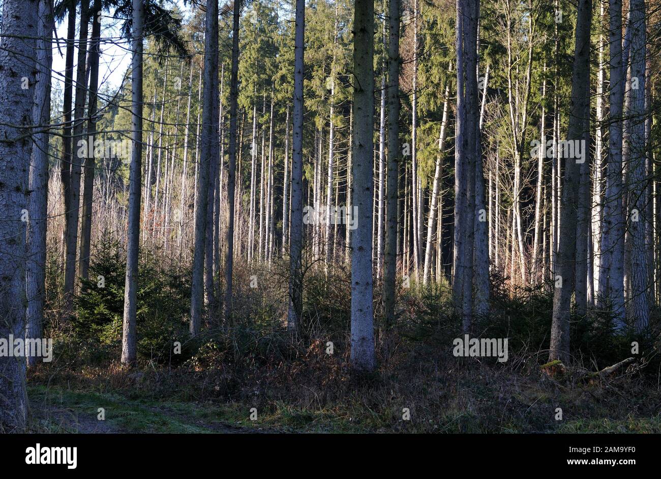 Timber industry saplings hi-res stock photography and images - Alamy