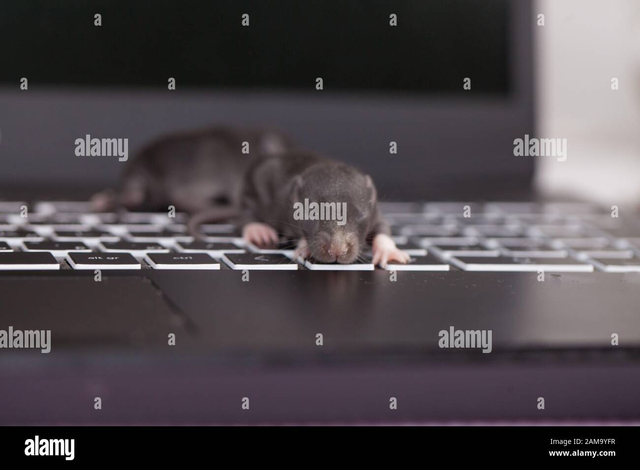 Rats and computer keyboard. advanced animals. intelligent hackers Stock ...