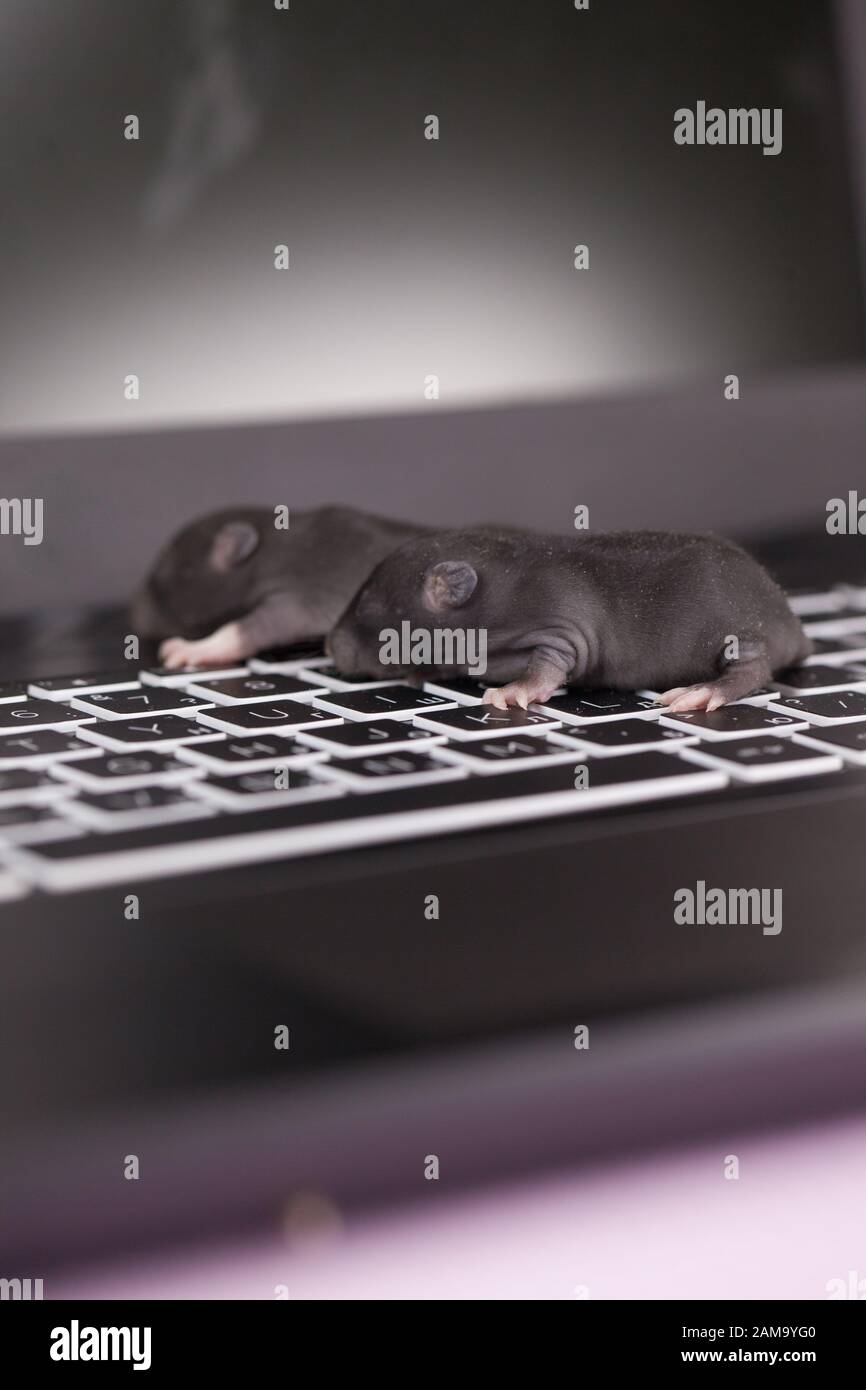 Rats and computer keyboard. advanced animals. intelligent hackers Stock ...