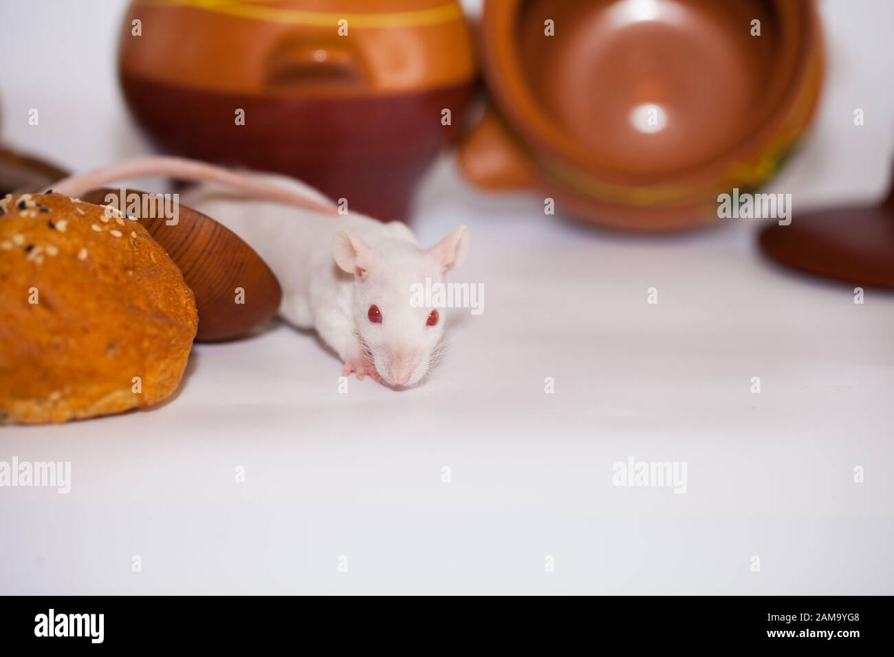 Rodents of china hi-res stock photography and images - Alamy