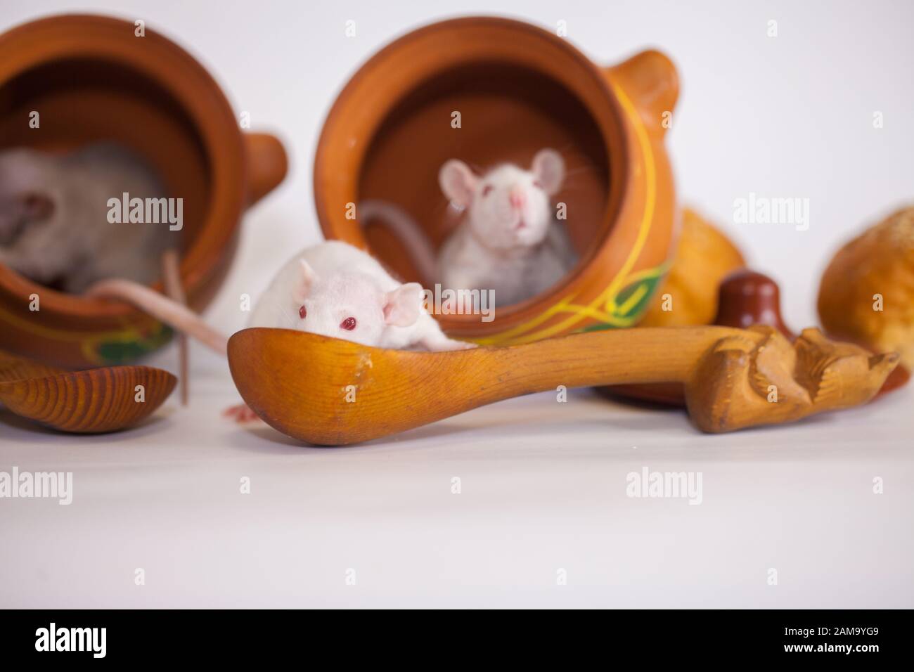 Rats and pot for cooking. rodents and pests Stock Photo - Alamy