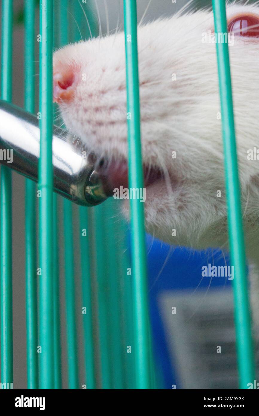 The rat drinks water from a drinking bowl. Tongue licks drinking water ...