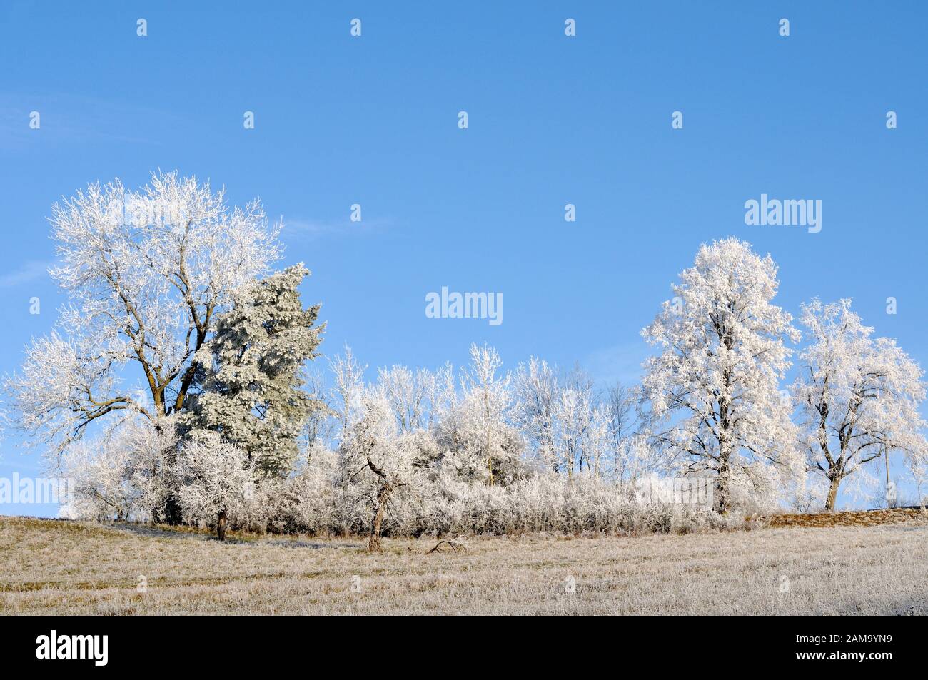 Trees in rime ice hi-res stock photography and images - Alamy