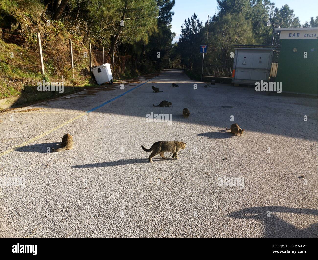 Cats of italy hi-res stock photography and images - Alamy