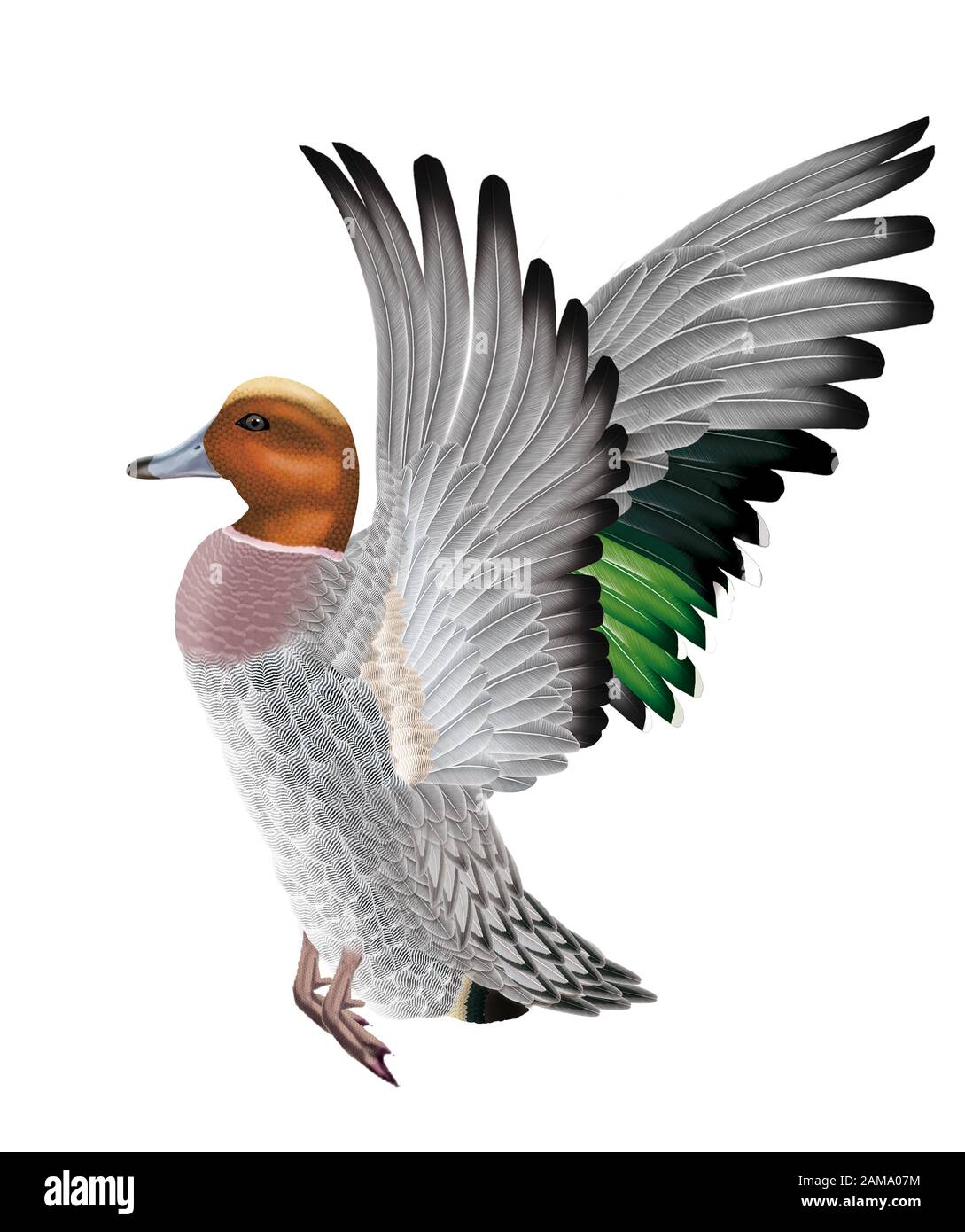 Duck flying realistic illustration Stock Photo - Alamy