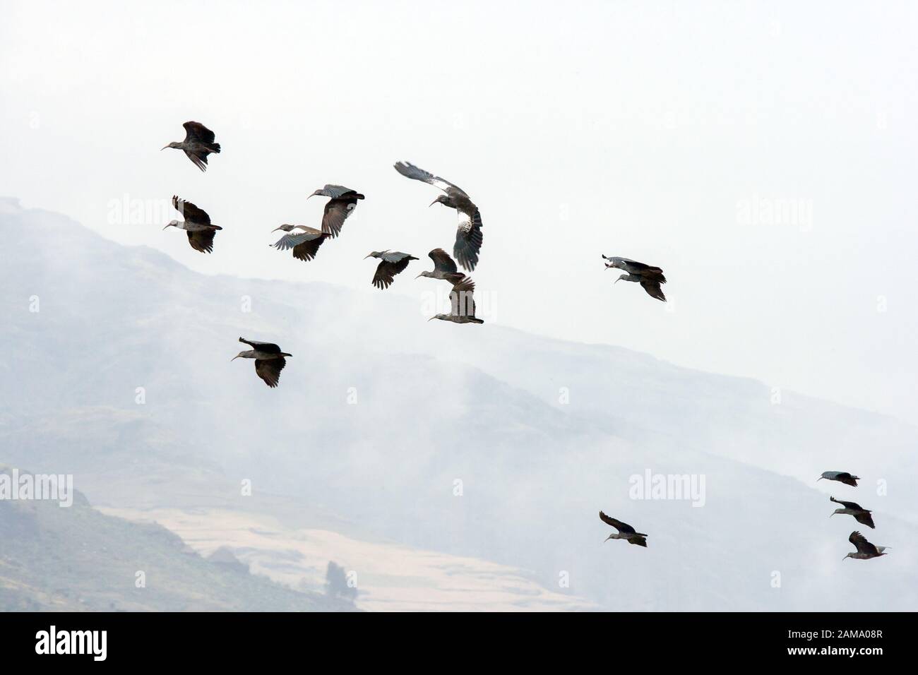 Ethiopian birds of prey hi-res stock photography and images - Alamy