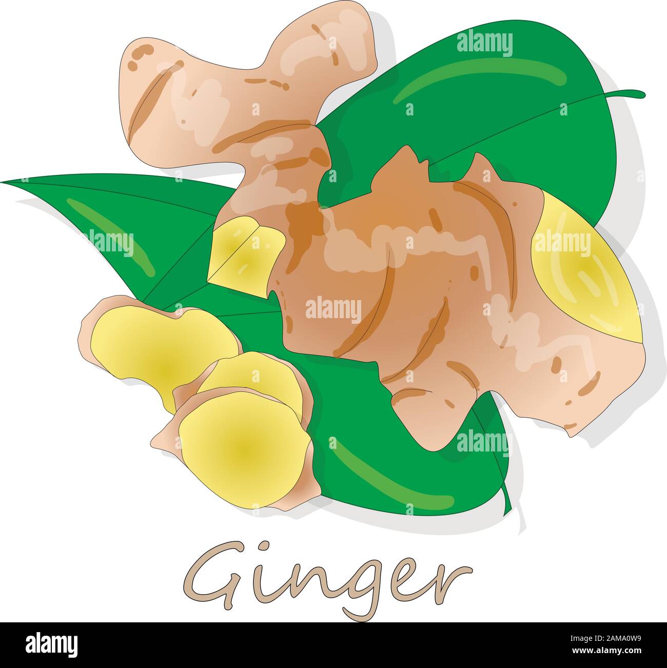 Fresh ginger on white background illustration set. Vector Stock Vector ...
