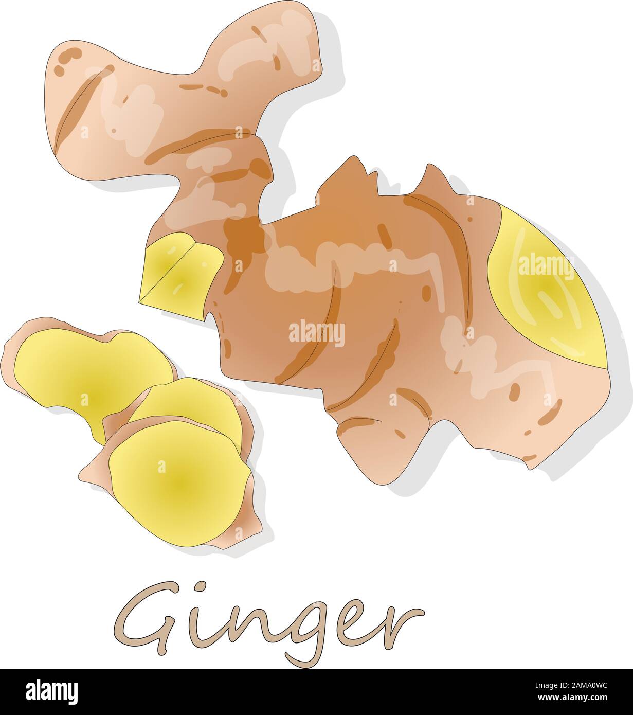 Fresh ginger on white background illustration set. Vector Stock Vector ...