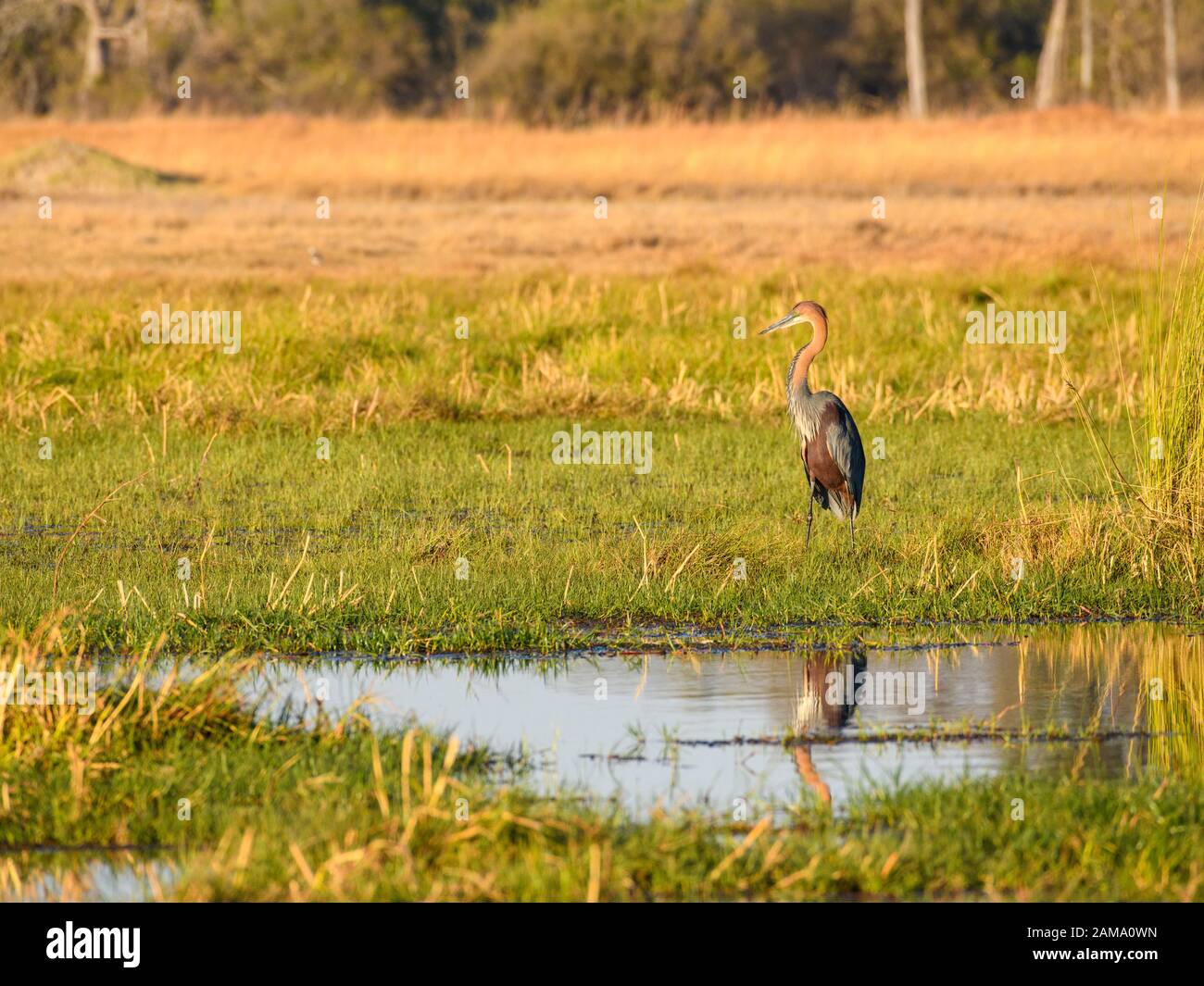 Goliath Heron, Ardea goliath, Khwai Private Reserve, Okavango Delta ...