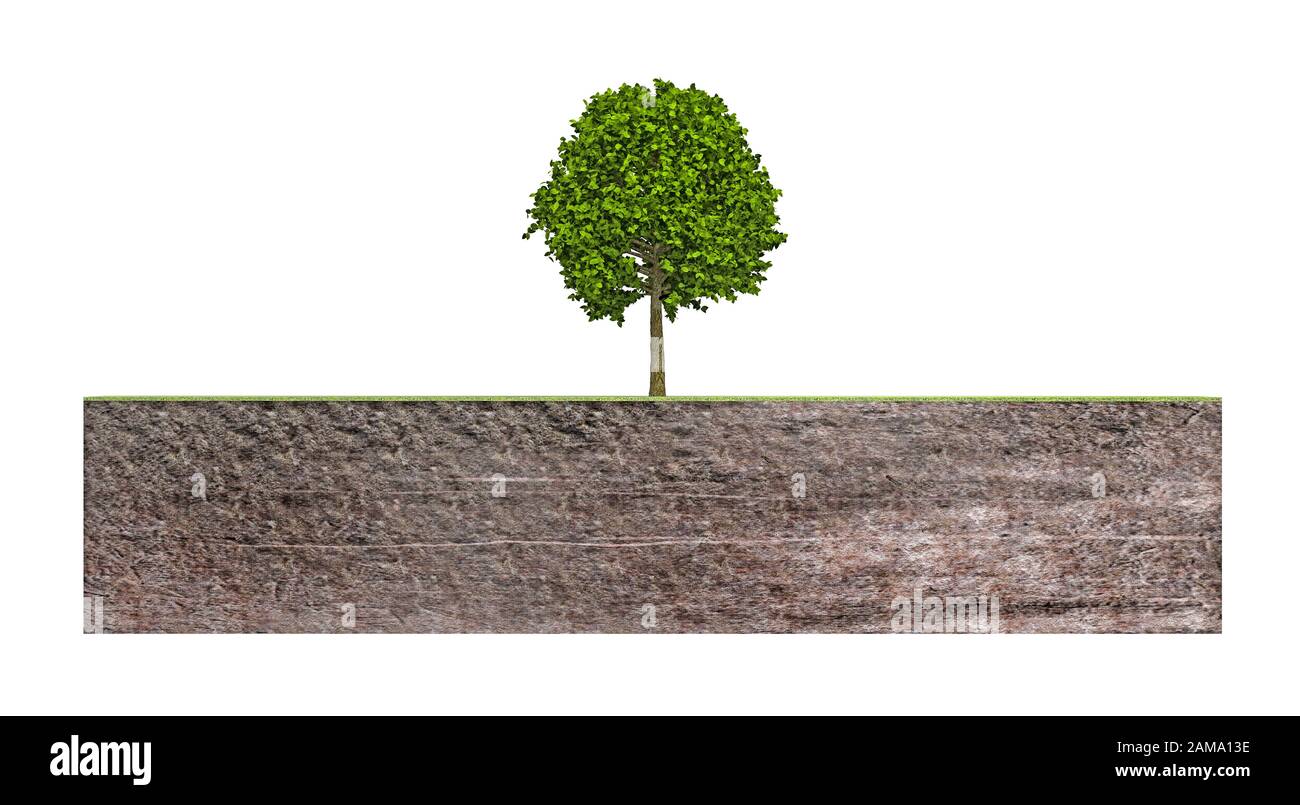 tree on ground sectional isolated on white. 3d rendering Stock Photo ...