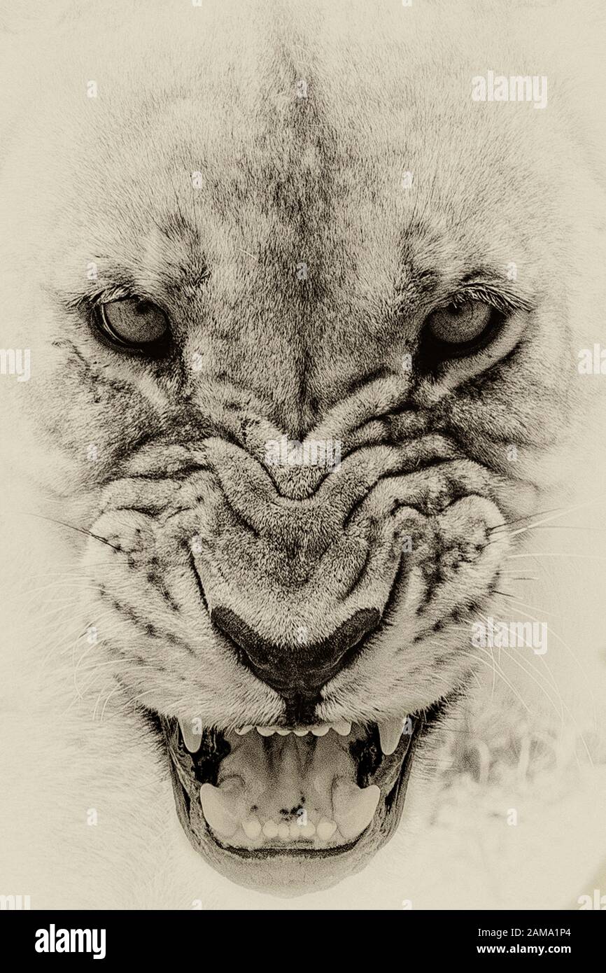 Lion Snarl Drawing