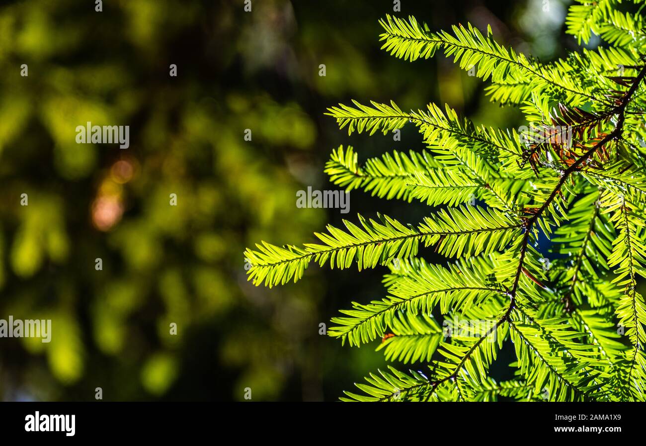Evergreen tree branch hi-res stock photography and images - Alamy