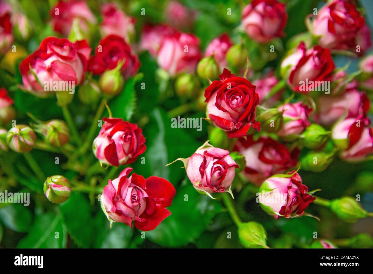 Beautiful little red roses bouquet, close up Stock Photo - Alamy
