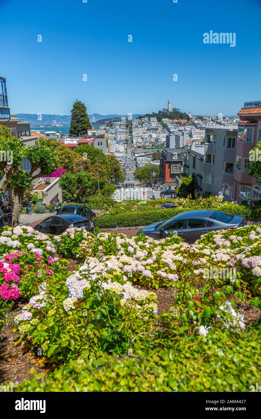 San francisco lombard street flowers hi-res stock photography and ...