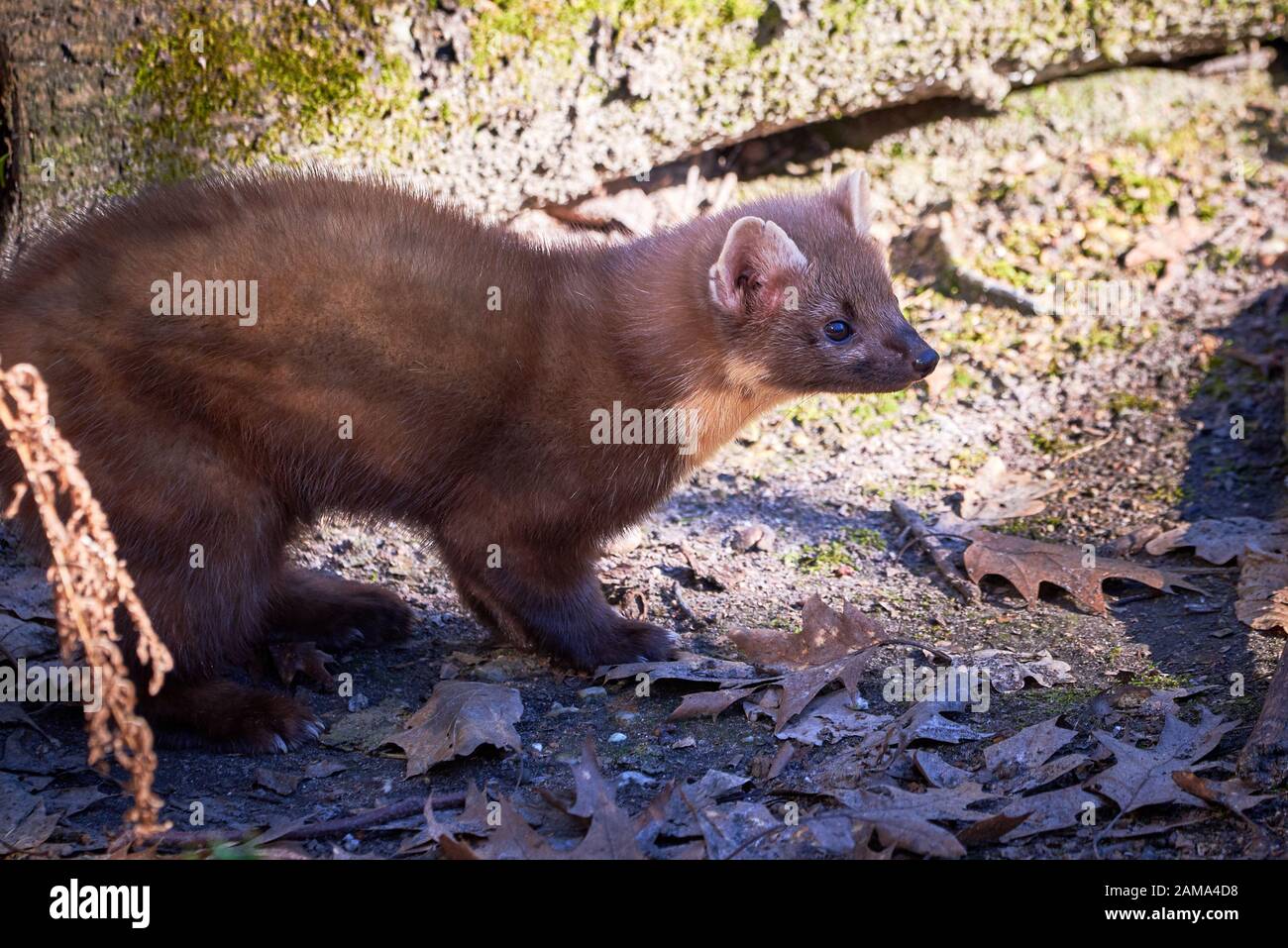 European Pine Marten Closeup (Marten Marten Stock Photo - Alamy