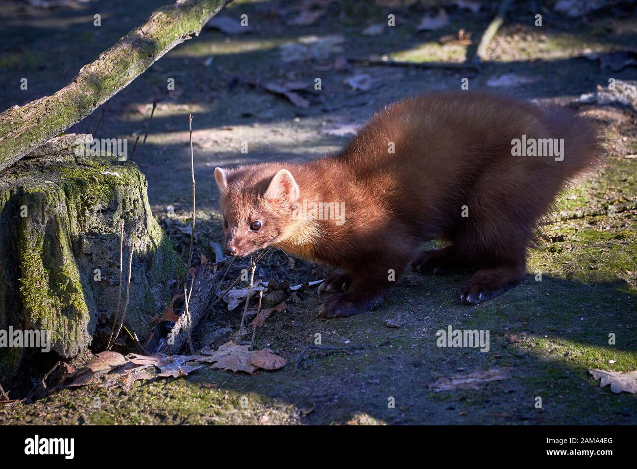 European Pine Marten (Marten Marten) Searching for Food Stock Photo - Alamy