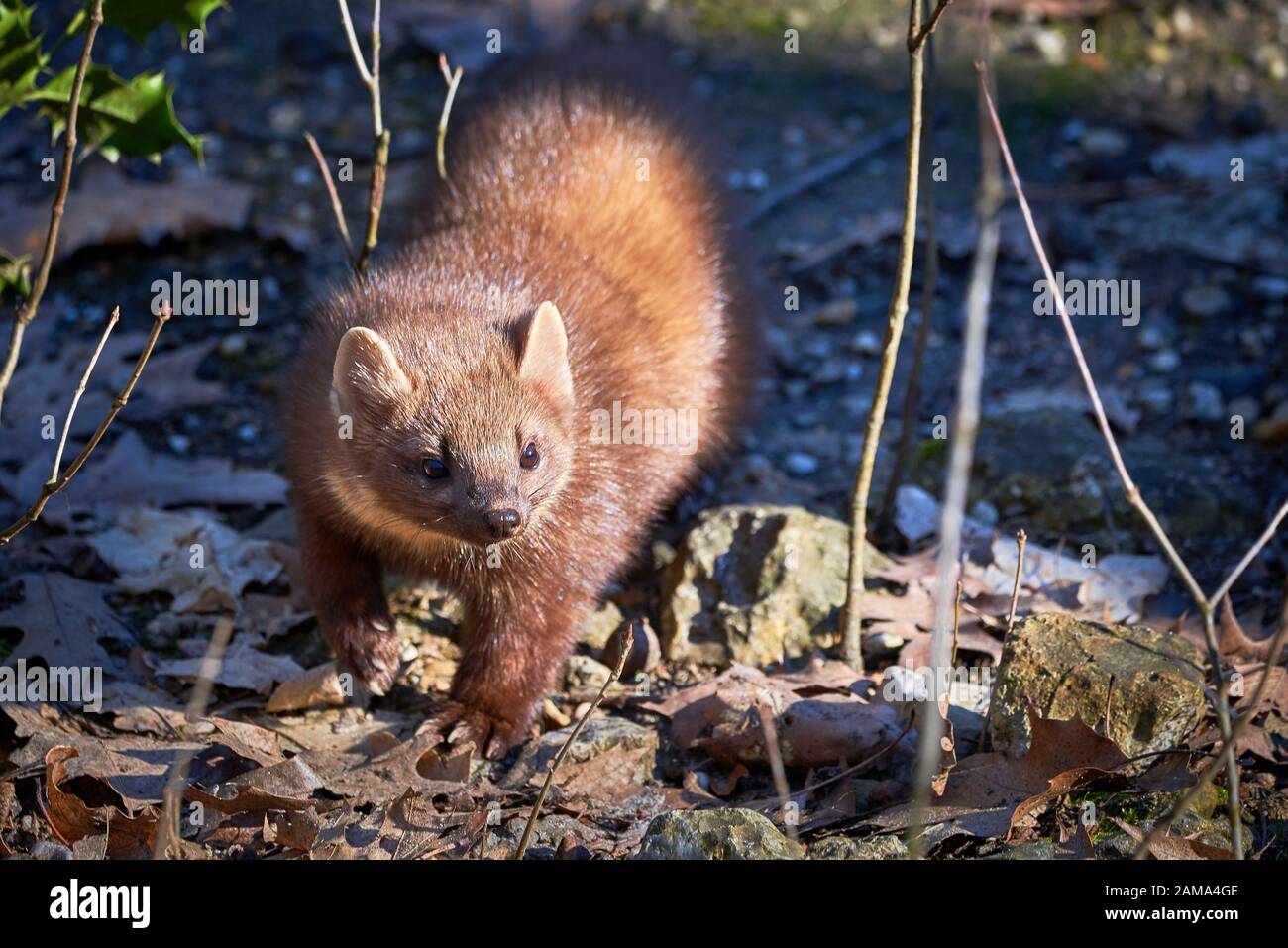 European Pine Marten Closeup (Marten Marten Stock Photo - Alamy