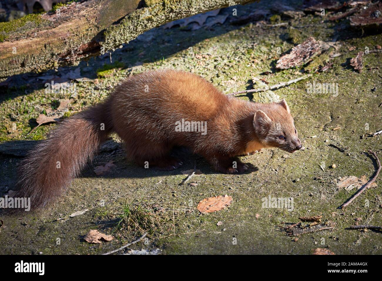 Baum marten hi-res stock photography and images - Alamy