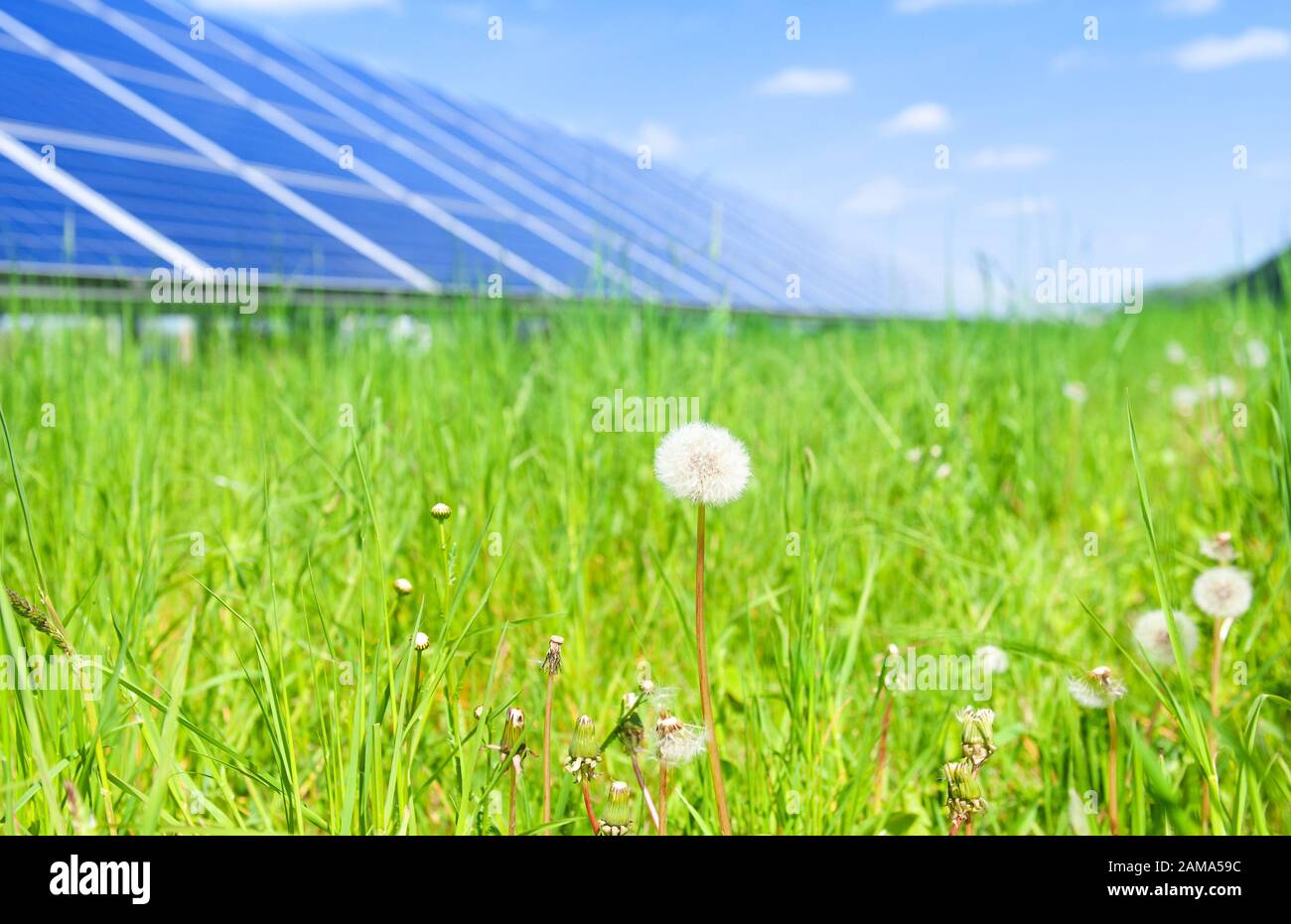 dandelion on a background of solar panels. Close up Stock Photo - Alamy