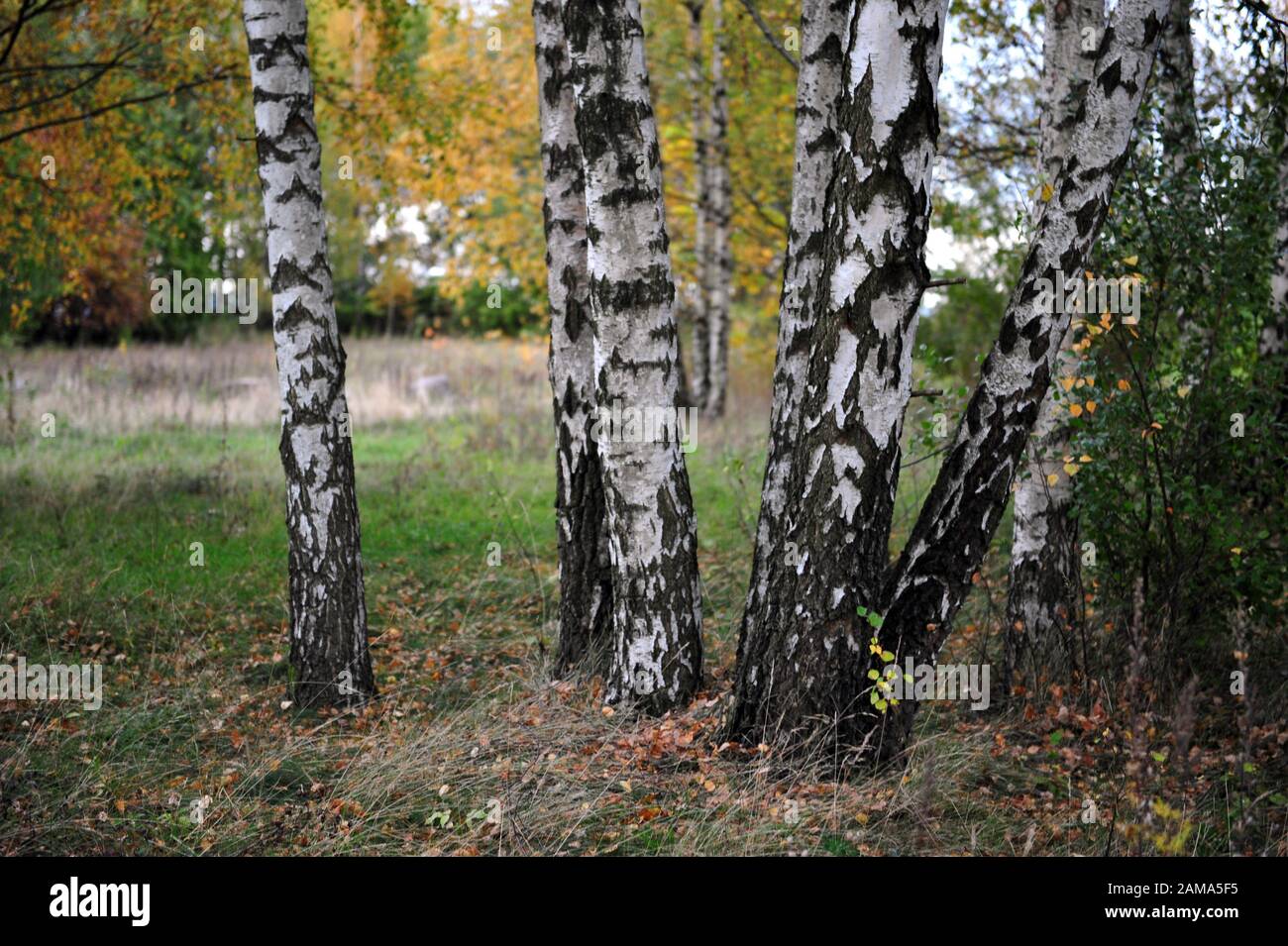 Tree trunks horizontal hi-res stock photography and images - Alamy