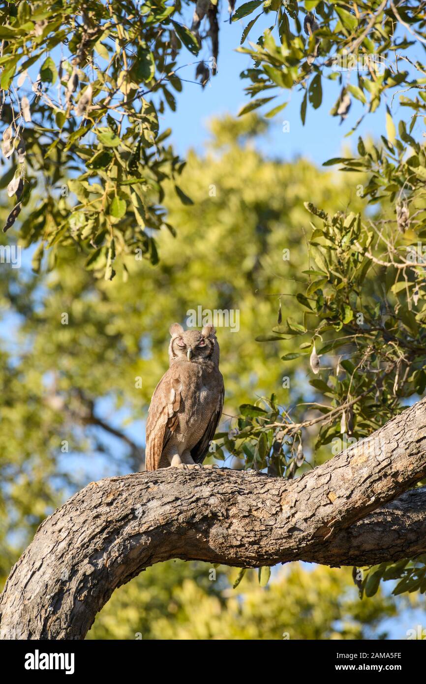 Verreaux's Eagle-owl, Bubo lacteus, Okavango Delta, Botswana. Also ...