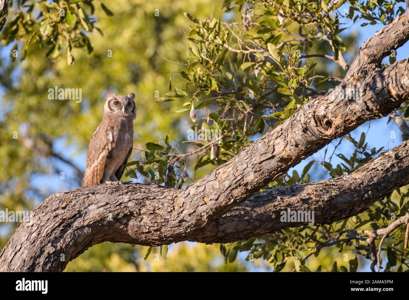 Verreaux's Eagle-owl, Bubo lacteus, Okavango Delta, Botswana. Also ...