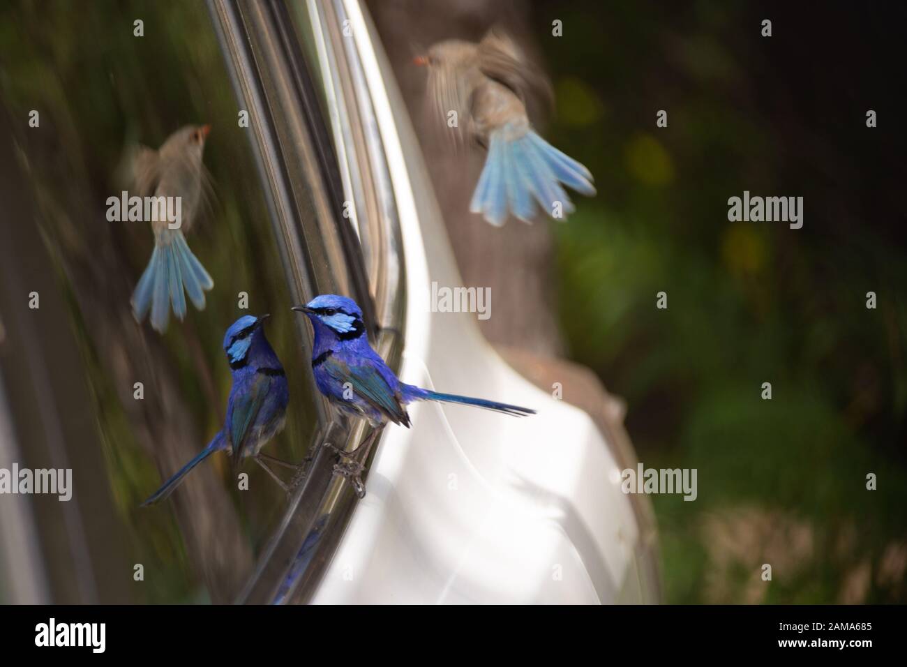 Male fairy wren admiring himself in the car window while camel wren ...