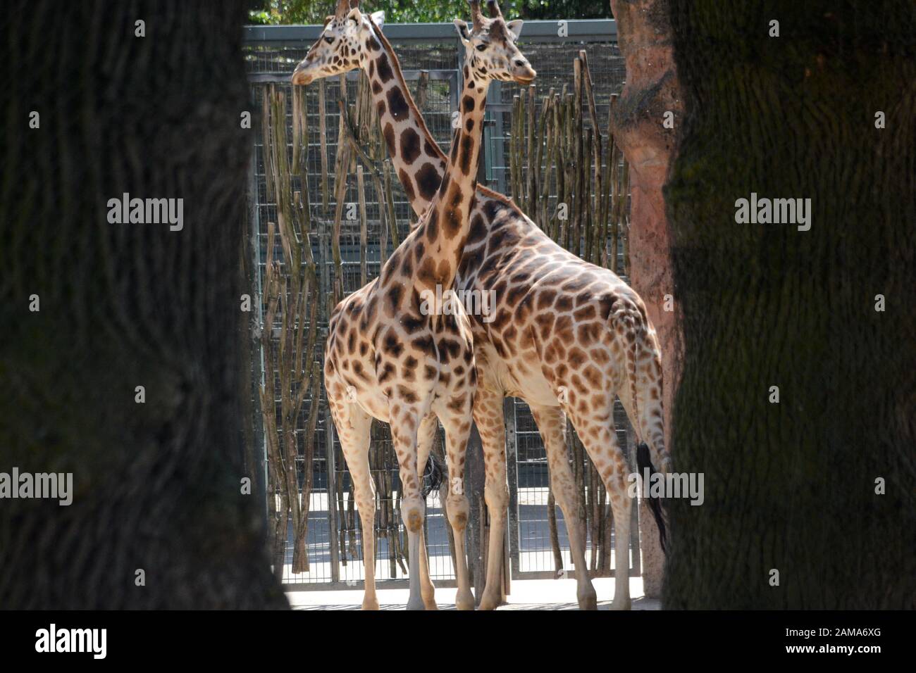 visiting the zoo Stock Photo - Alamy