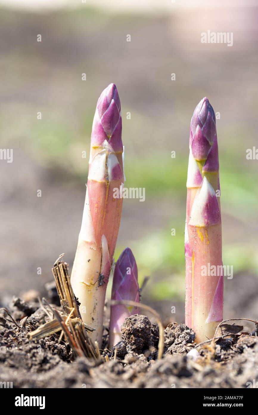 Asparagus officinalis fern hi-res stock photography and images - Alamy