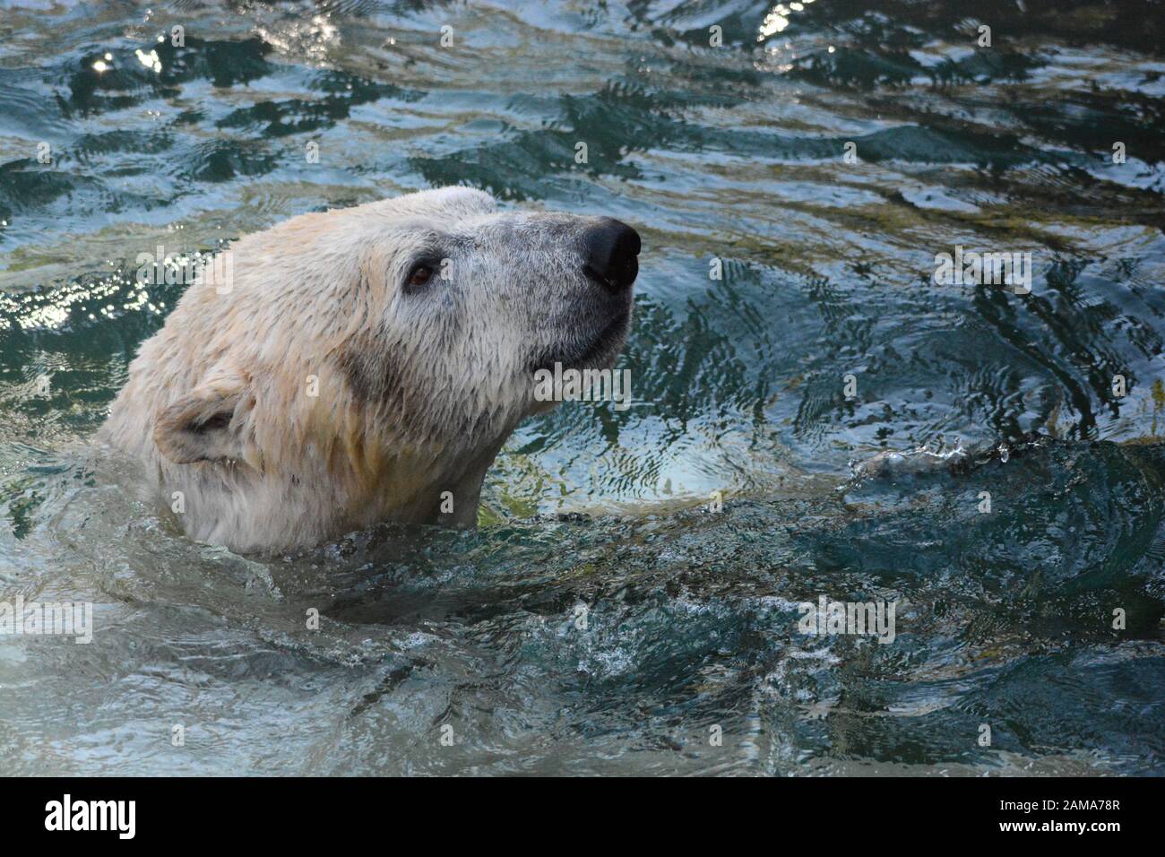 visiting the zoo Stock Photo - Alamy