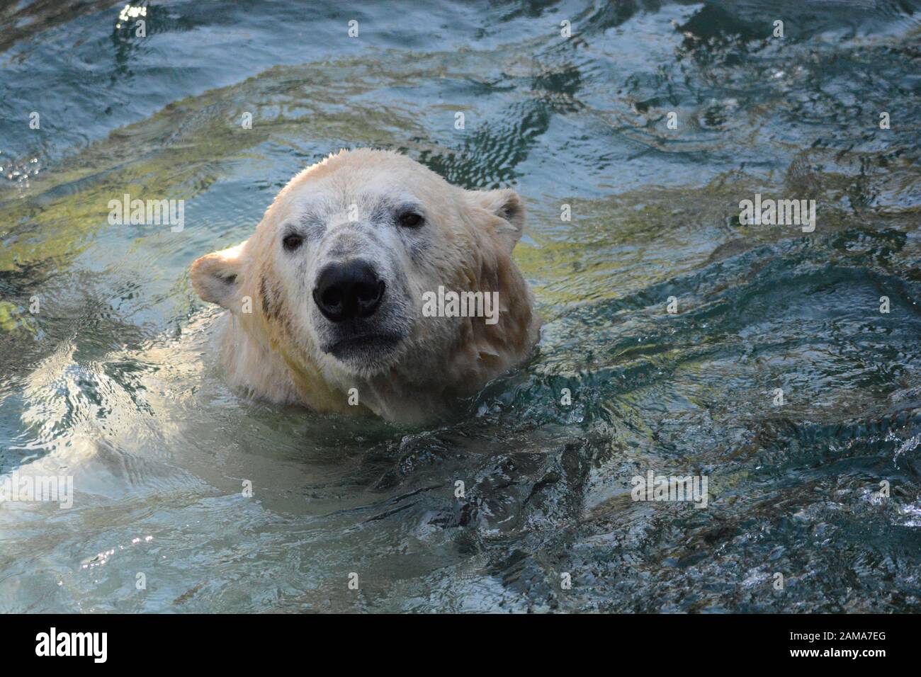 visiting the zoo Stock Photo - Alamy