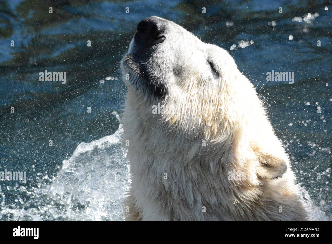 visiting the zoo Stock Photo - Alamy