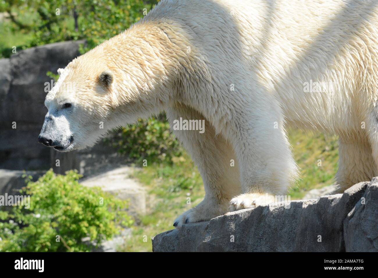visiting the zoo Stock Photo - Alamy