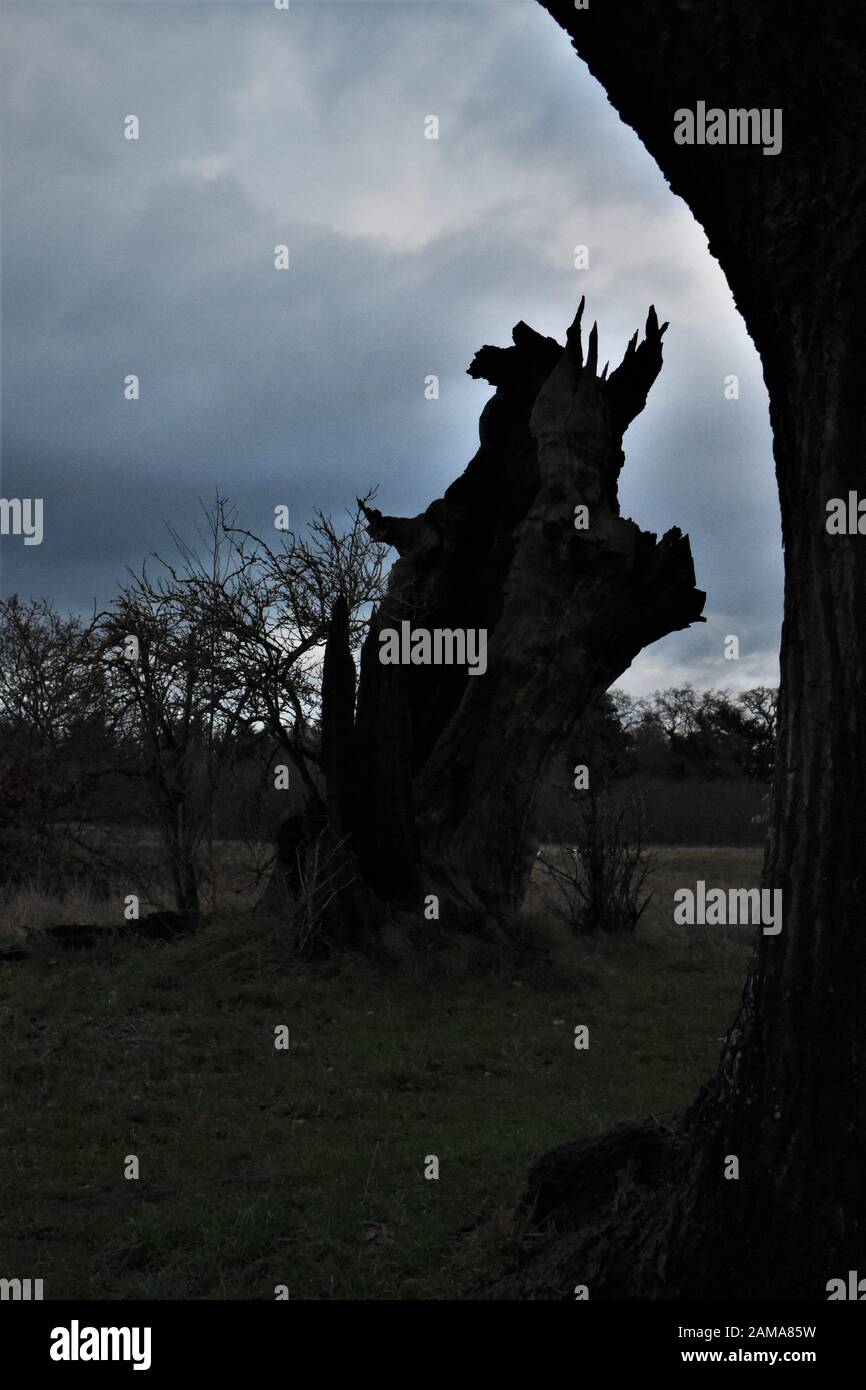 Dead oak tree hi-res stock photography and images - Alamy