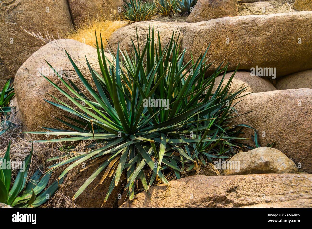 closeup of a agave sisalana plant, known as sisal in mexico, Popular ...