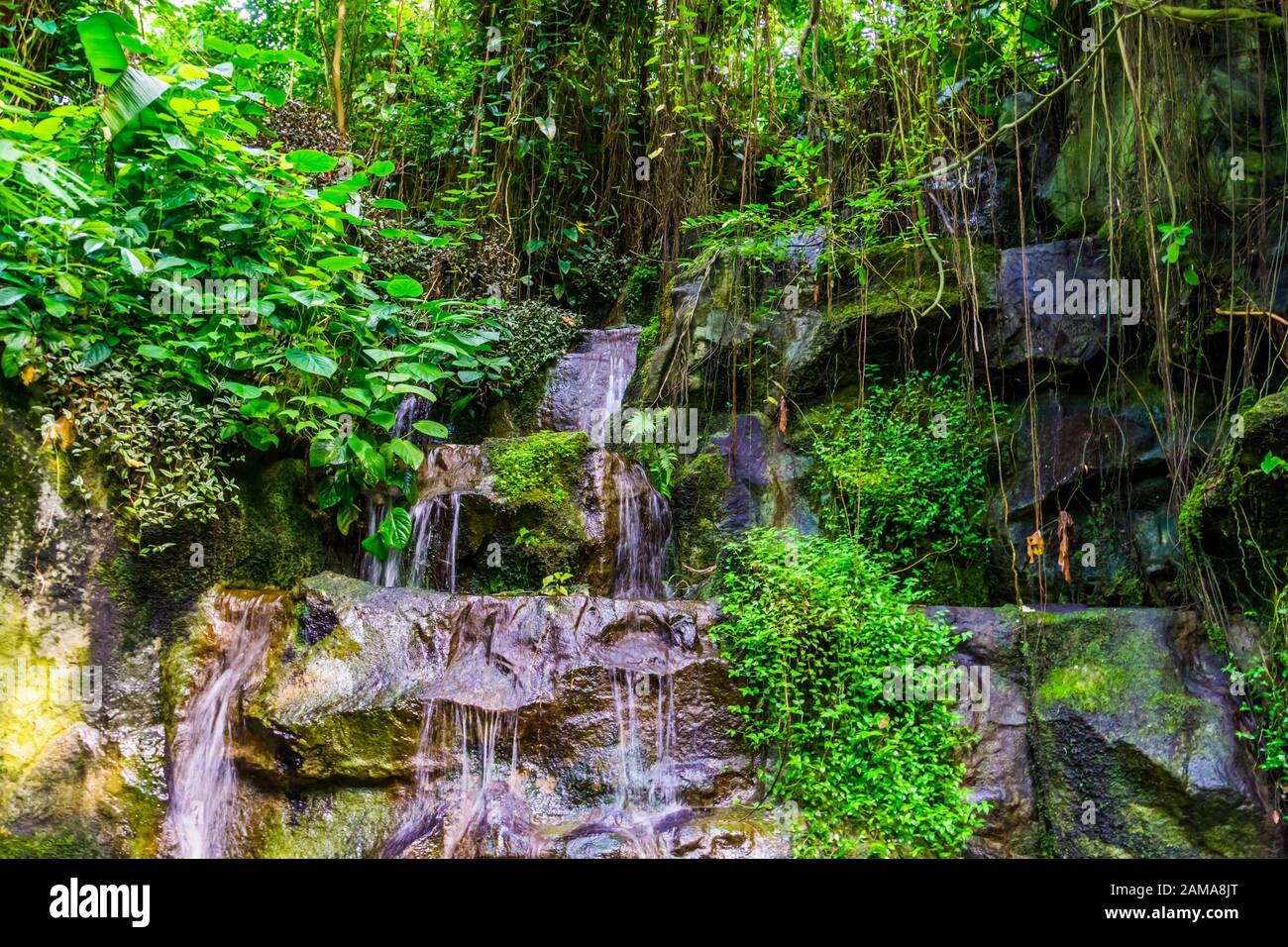 steaming water of rocks in a jungle scenery with many plants, nature ...
