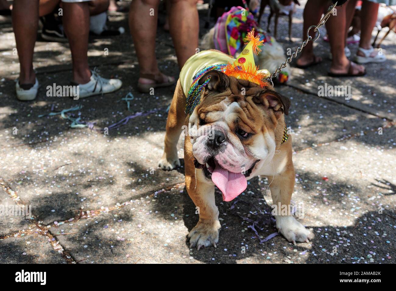 Carnival dogs costume hi-res stock photography and images - Alamy