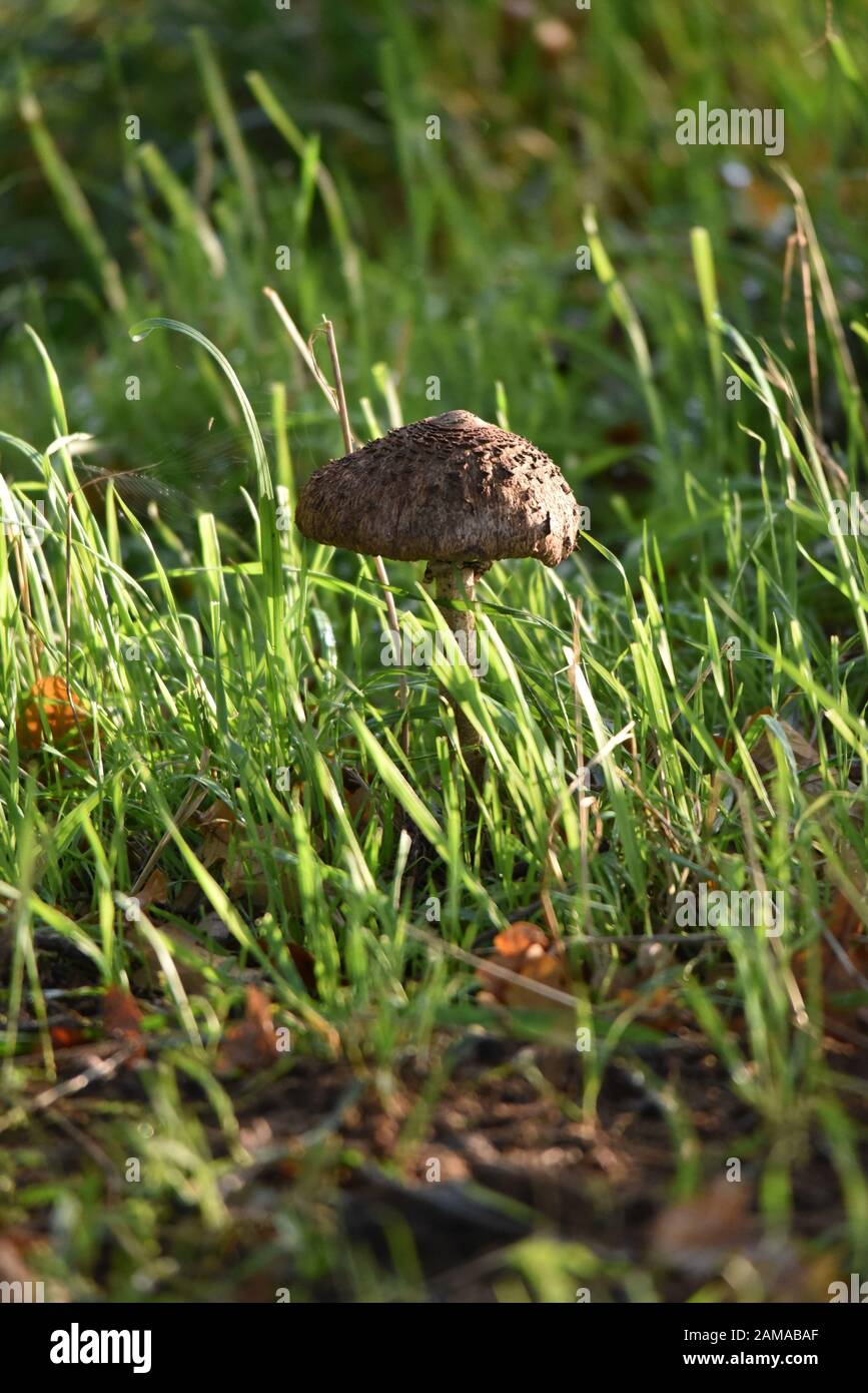 large brown mushroom/toadstool growing in long grass on a sunny day ...