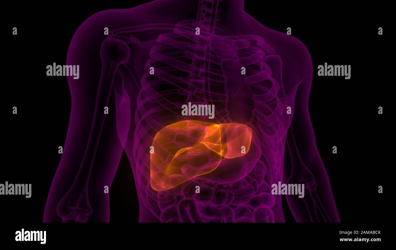 Liver is a Part Human Body Internal Organs Anatomy. 3D Stock Photo - Alamy