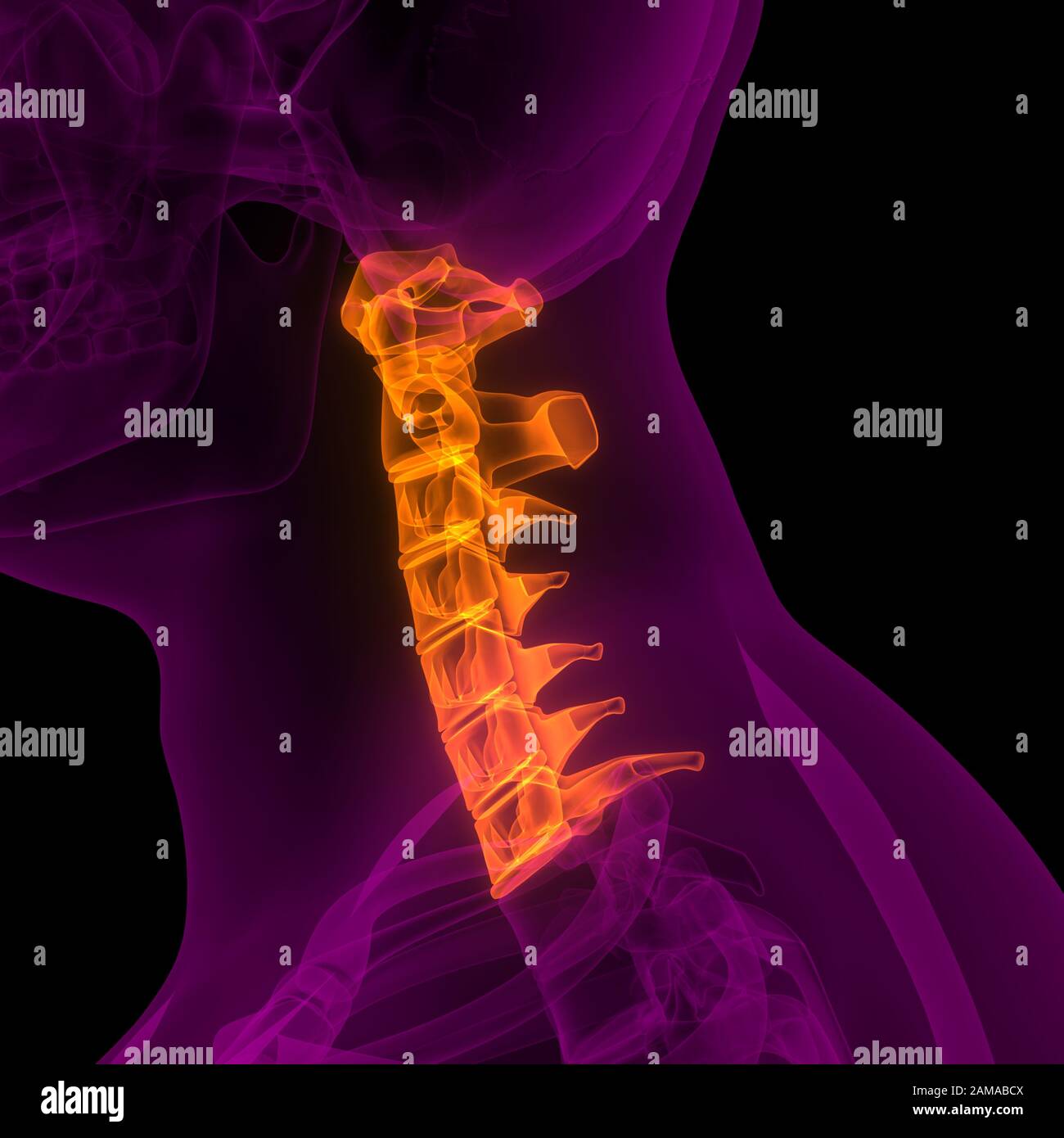 Vertebral Column of Human Skeleton System Anatomy Stock Photo - Alamy