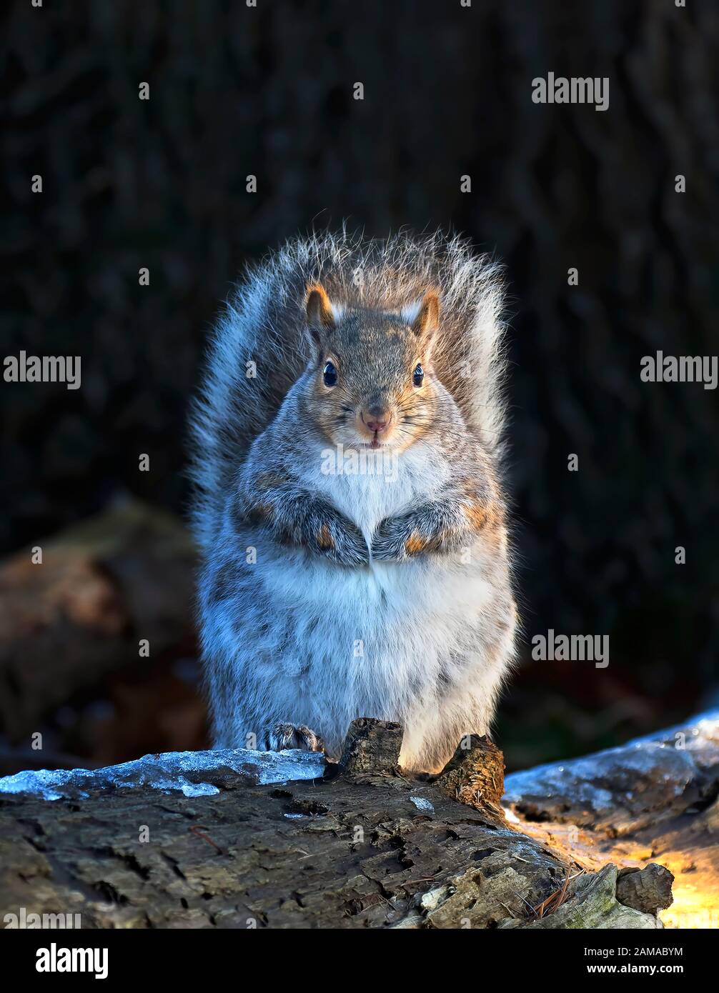 Beautiful fat Grey squirrel posing for me on the forest floor near the ...