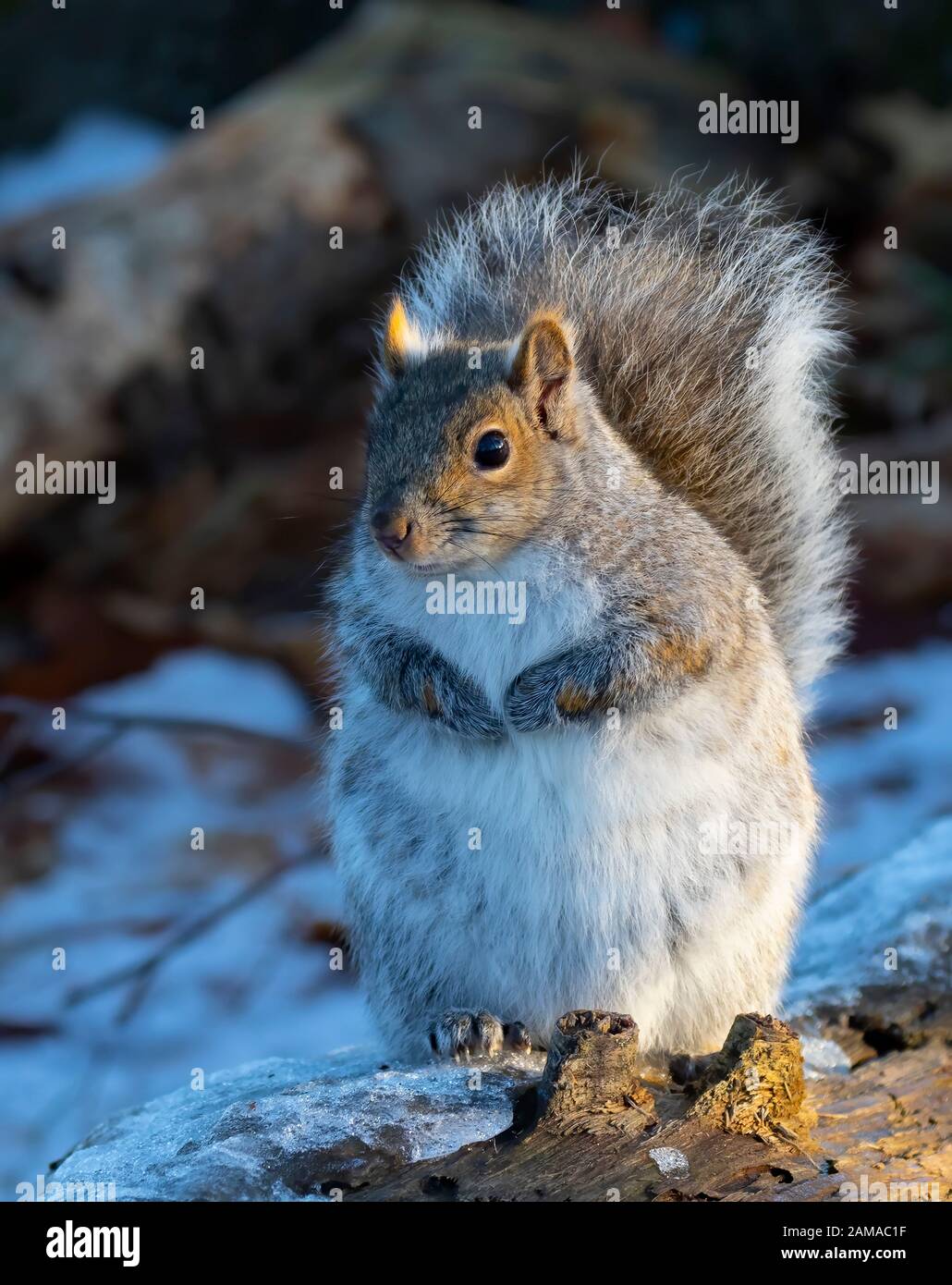 Beautiful fat Grey squirrel posing for me on the forest floor near the ...