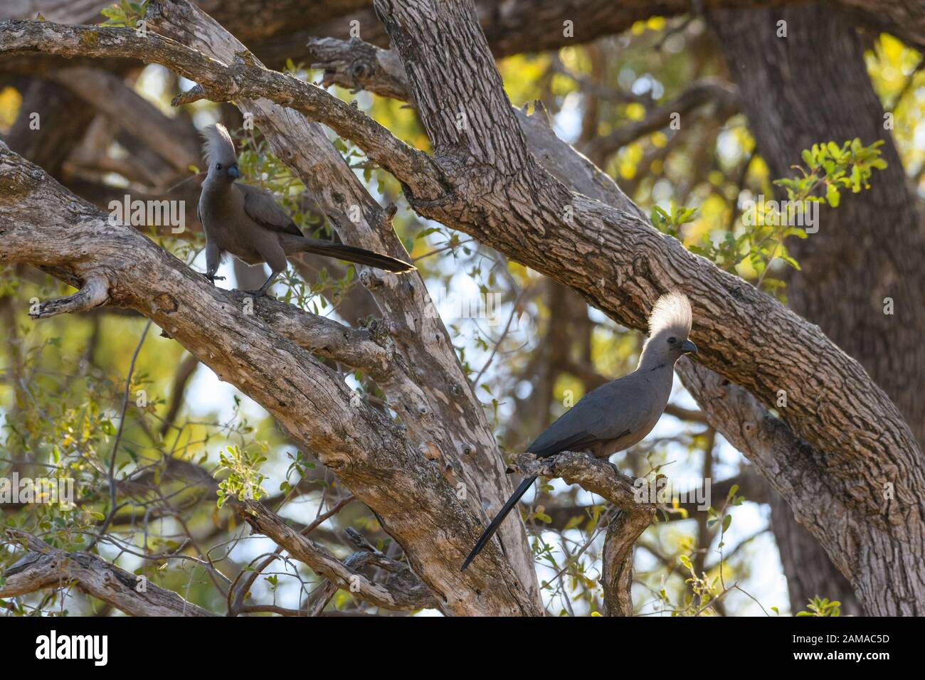 Grey loerie hi-res stock photography and images - Alamy
