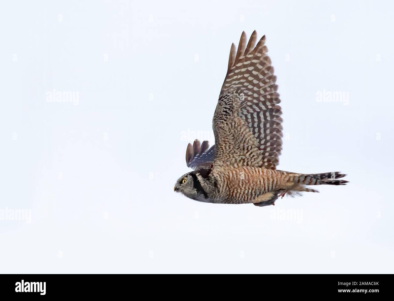 Northern Hawk-Owl (Surnia ulula) with captured vole in flight in winter ...