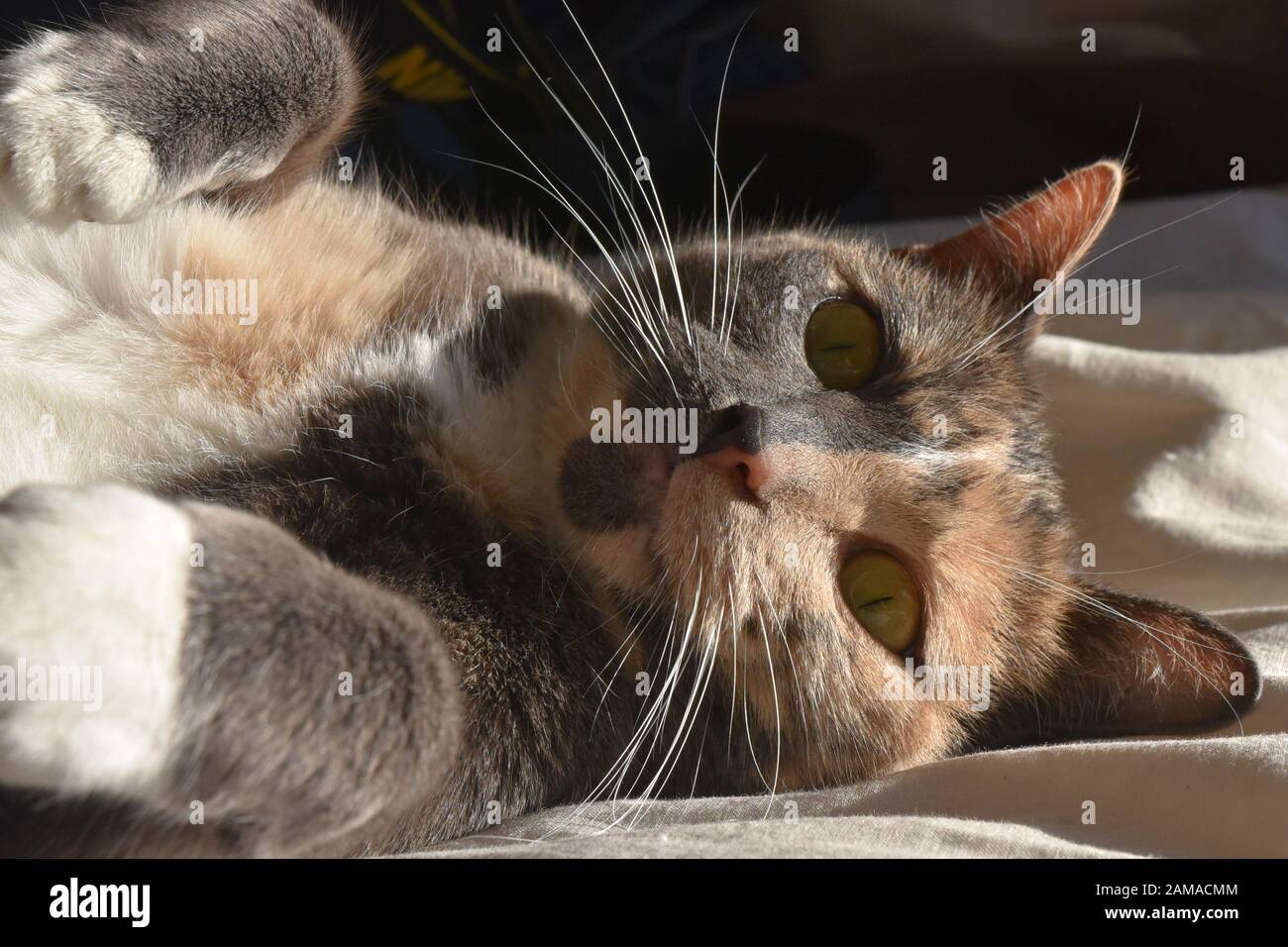close up of cat face and paws laying on her side looking soppy. half ...