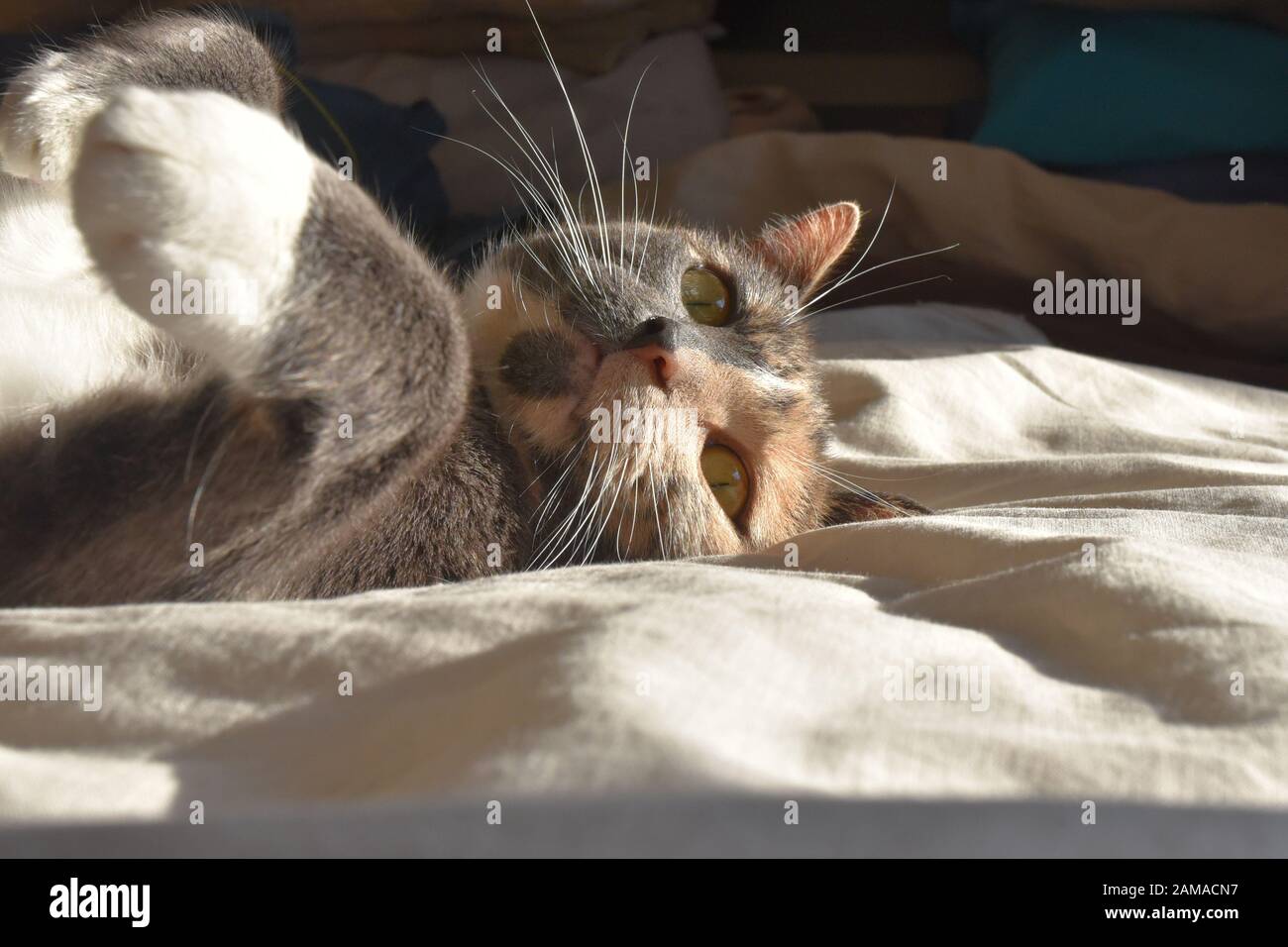 close up of cat face and paws laying on her side looking soppy. half ...